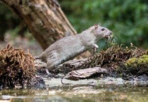 10 Fun Facts About Pet Rats That Might Surprise You