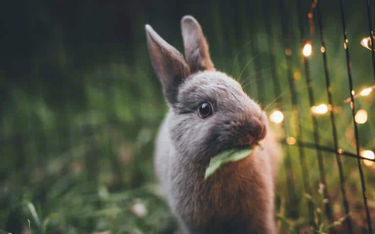Bunny Care 101: Our Complete Guide To Looking After Your Rabbit