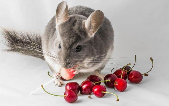 What Do Chinchillas Eat & What Food Should They AVOID? (Important)