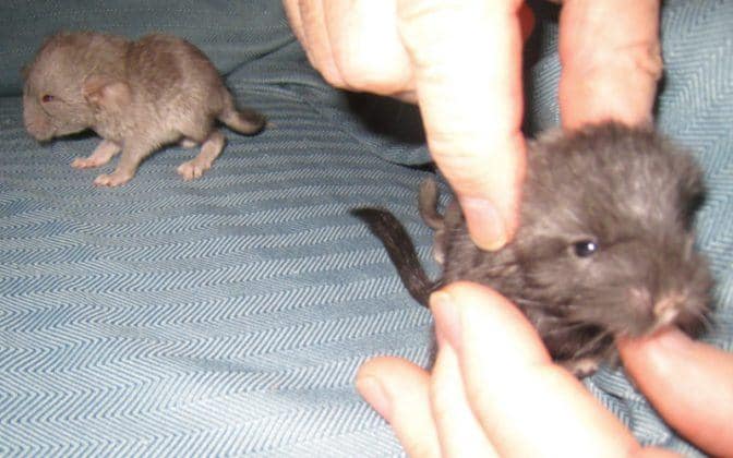 Baby Chinchilla Kit Care Guide: 10 Things You MUST Know