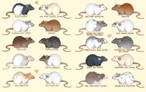 Pet Rat Colors, Coat Types & Markings: Different Varieties