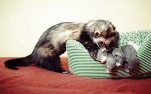 Keeping Ferrets as Pets: 10 Important Things You Need to Know Today