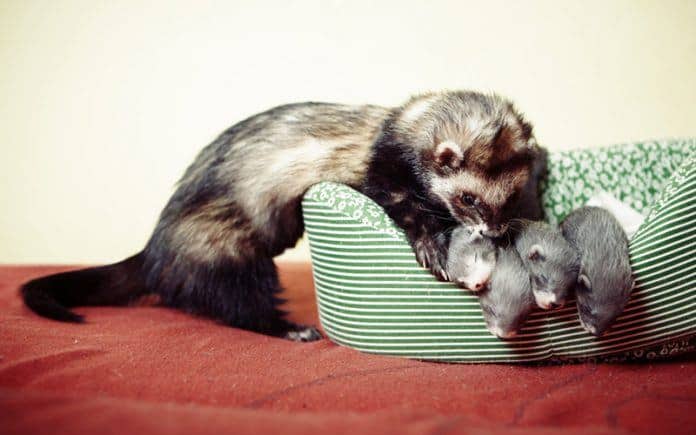 Keeping Ferrets as Pets: 10 Important Things You Need to Know Today