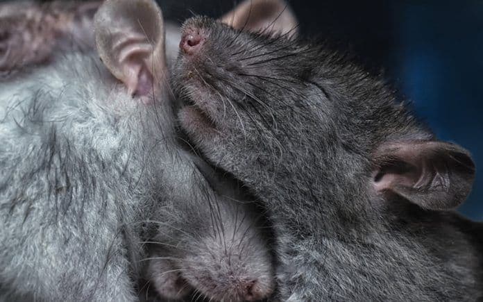 Raising Baby Rats Week by Week [One Week to Six Weeks Old]