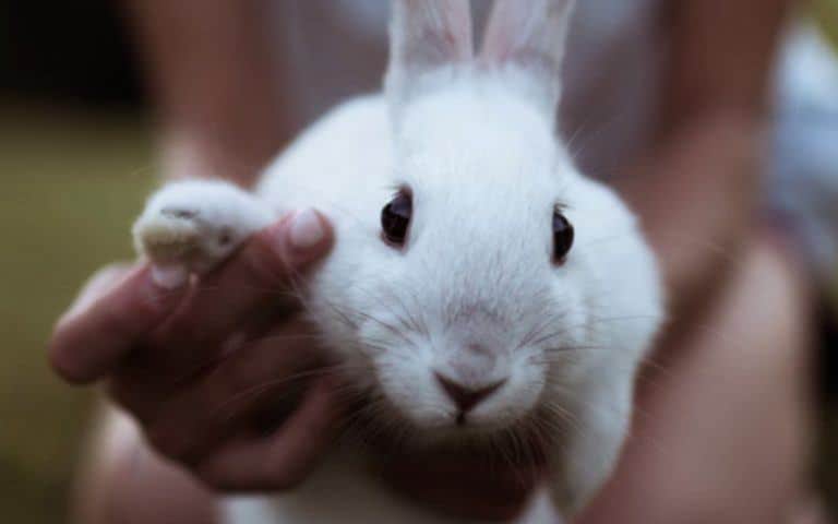 Bunny Care 101: Our Complete Guide To Looking After Your Rabbit