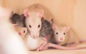 Raising Baby Rats Week by Week [One Week to Six Weeks Old]