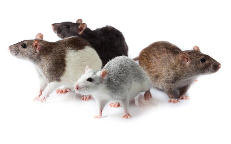 Different Types Of Pet Rats Discover The Different Colors Body Shapes