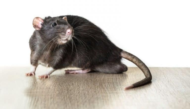 Sexing Rats: How to Tell if a Rat is Male or Female?