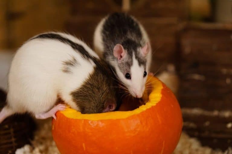 Pregnant Rat Care (Including Diet, Birthing & More)