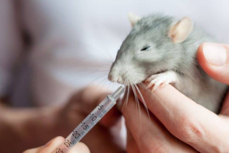 5 Sad Signs Your Rat is Dying (and What To Do Now)