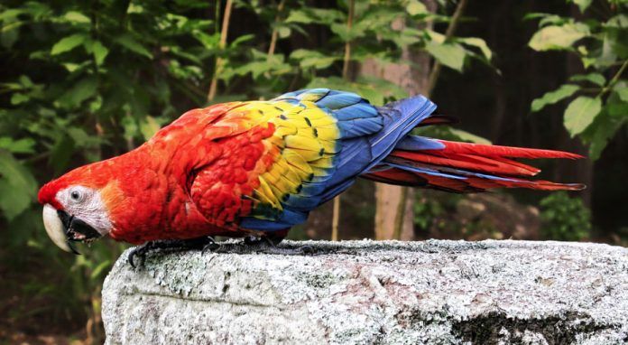 Best Parrots For Pets? From Small Parrots to Talking Parrots