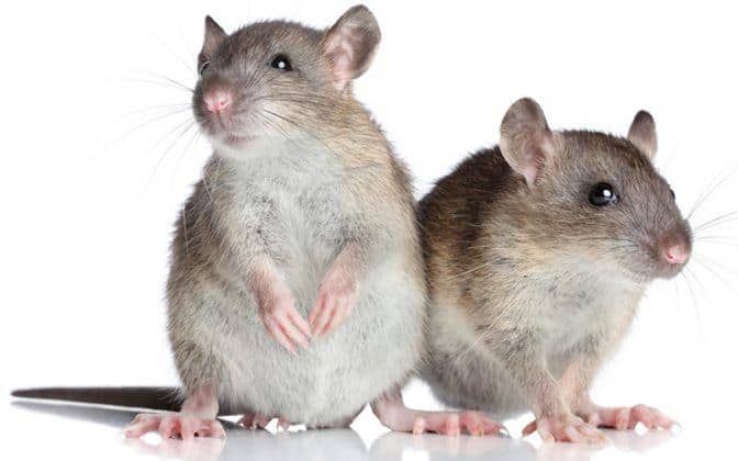 Pet Rat Lifespan: Life Expectancy of Store-Bought Rats
