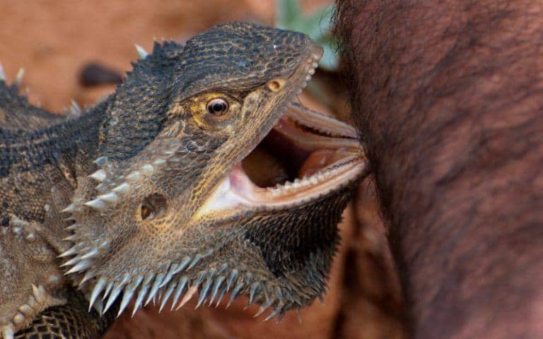 Bearded Dragon Behavior: 18 Common Types & What They Mean