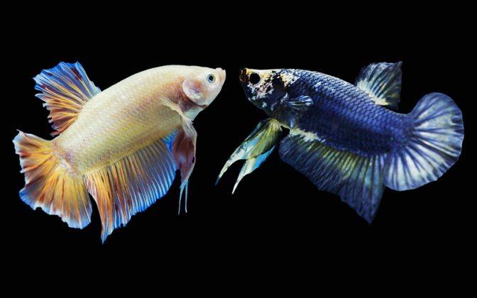 What Fish Can Live With Bettas? Our List Of 14 That Can & 10 That Can't