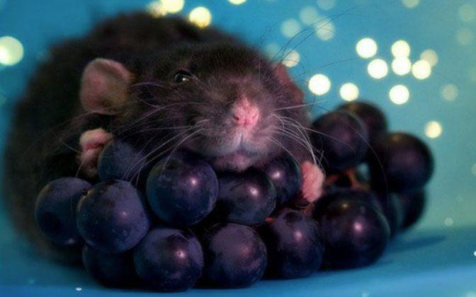 Can Rats Eat Grapes? (And 5 Foods They Must AVOID)