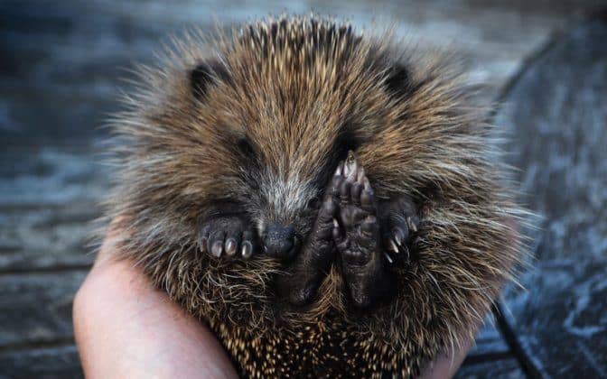 Keeping Hedgehogs As Pets - 10 Important Things You Need To Know