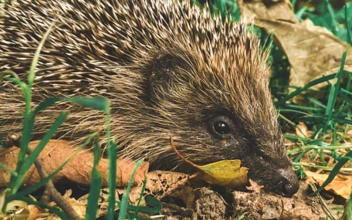 What Do Hedgehogs Eat & What Should They AVOID In Their Diet?