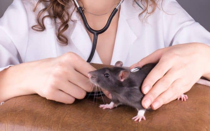 5 Sad Signs Your Rat is Dying (and What To Do Now)