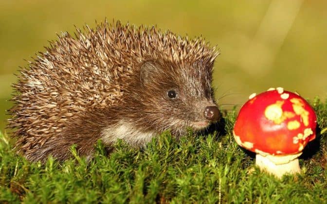 Keeping Hedgehogs As Pets - 10 Important Things You Need To Know