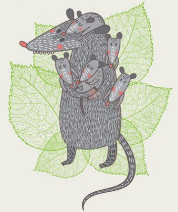 Pregnant Rat Care: How To Care For a Pregnant Rat (Includes Diet ...