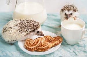 Keeping Hedgehogs As Pets - 10 Important Things You Need To Know