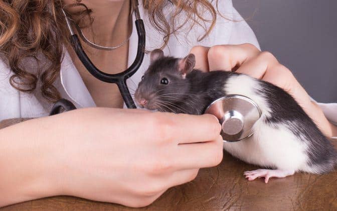 Pet Rat Lifespan: Life Expectancy of Store-Bought Rats