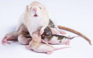 Raising Baby Rats Week by Week [One Week to Six Weeks Old]