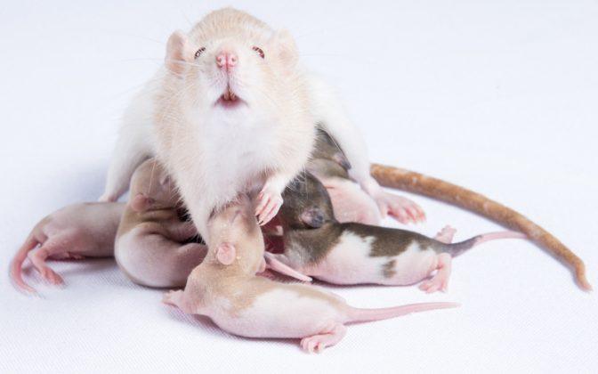 Raising Baby Rats Week by Week [One Week to Six Weeks Old]