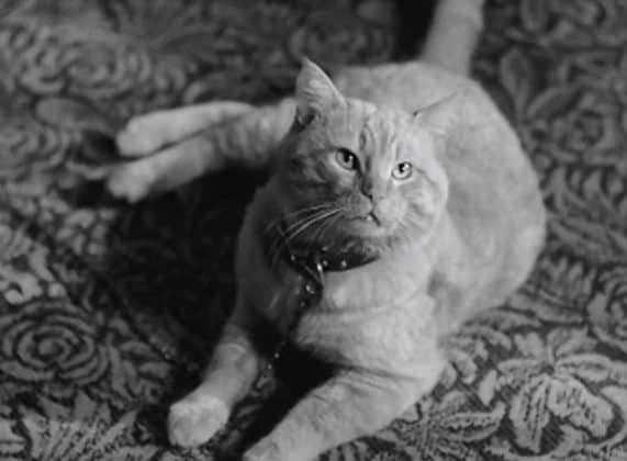 54 Best Cat Names from Movies & TV: Male and Female Cats (See Pics)