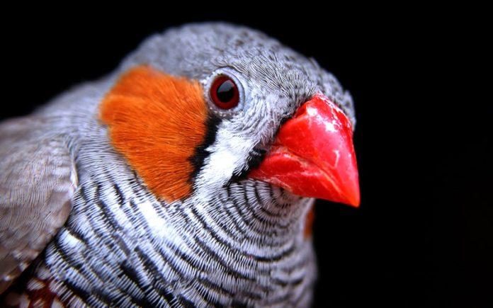 The 8 Best House Birds to Keep as Pets [And Why!]