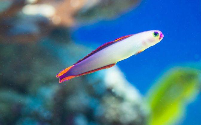 8 Best Saltwater Fish for Beginners: How To Start Your Aquarium [And More]