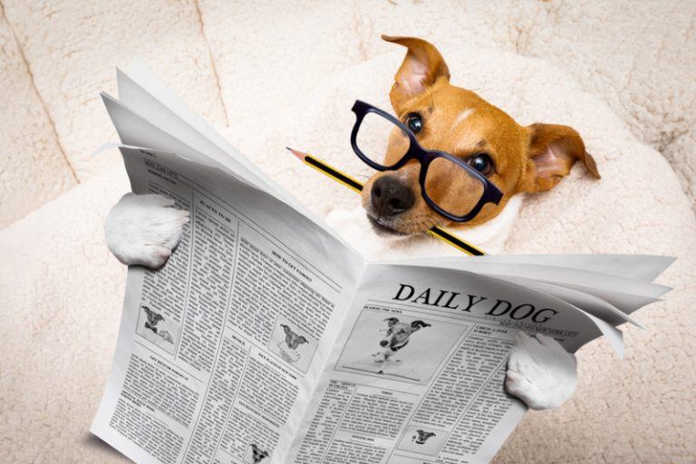Dog Intelligence Ranking: A List Of The Smartest Canine Breeds In 2024