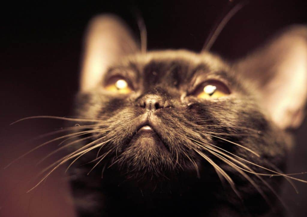 8 Popular Black Cat Breeds (With Pics) Find Out Your Favorite Type Today