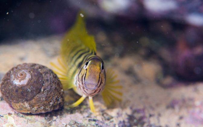 8 Best Saltwater Fish for Beginners: How To Start Your Aquarium [And More]
