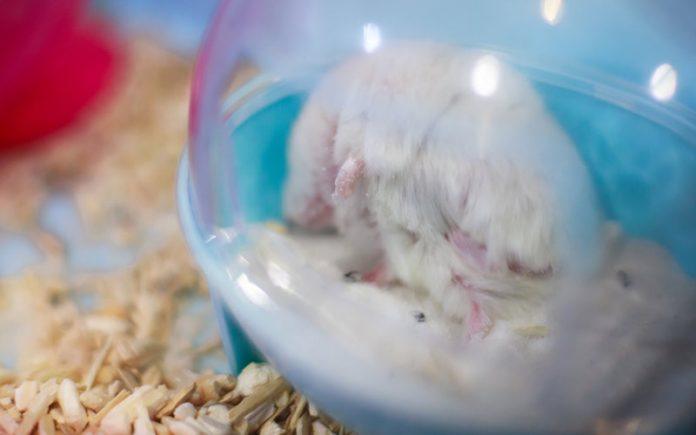 Hamster Sand Bath Guide: Benefits, Tips & A Cute Video
