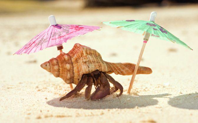 Ideal Hermit Crab Habitat: What You Need To Know To Care For Your Pet