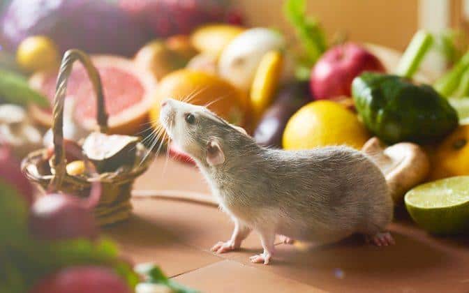 Pregnant Rat Care (Including Diet, Birthing & More)