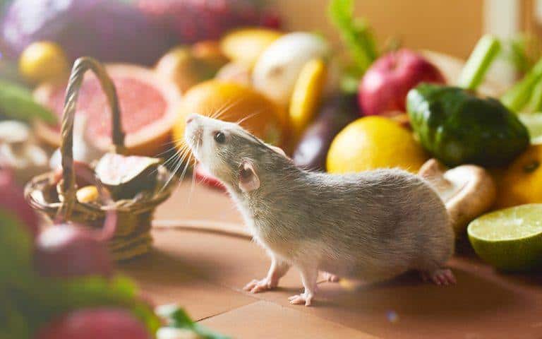 Best Rat Food Brands For Your Pet Rat In 2024 (Happy & Healthy)