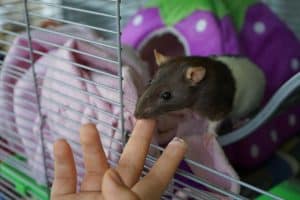 6 Reasons Why Rats Kiss, Lick, or Nibble You