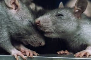 5 Sad Signs Your Rat is Dying (and What To Do Now)