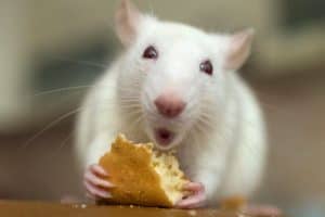 Pet Rat Lifespan: Life Expectancy of Store-Bought Rats