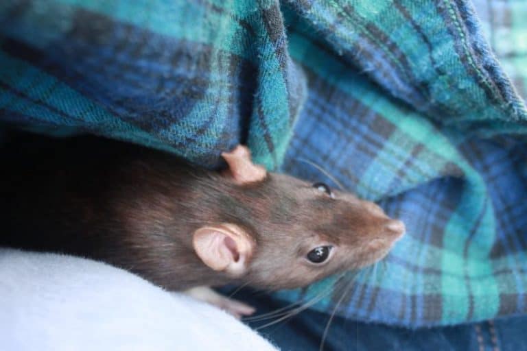 Spaying And Neutering Rats – Should You? PROS & CONS
