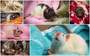 7 Types of Pet Rats: Domestic Rat Varieties Explored