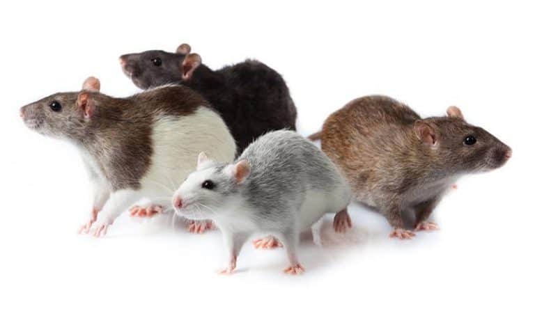 Pet Rat Colors, Coat Types & Markings: Different Varieties