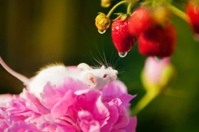 Can Rats Eat Strawberries? Flesh & Tops, Fresh or Frozen?