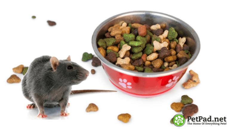 Best Rat Food Brands For Your Pet Rat In 2022 (Happy & Healthy)
