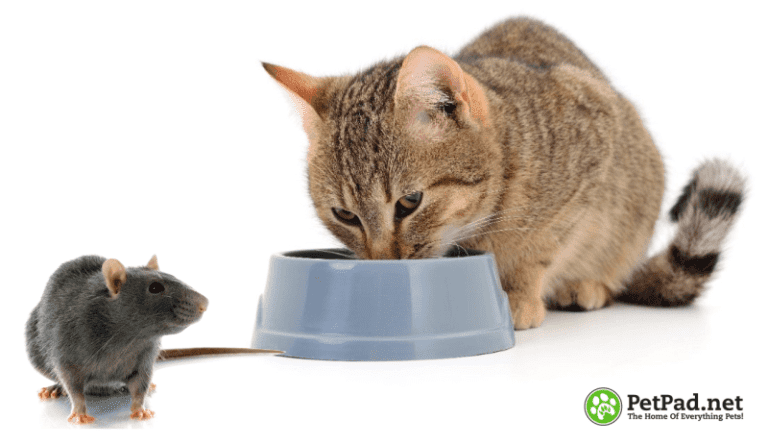 Best Rat Food Brands For Your Pet Rat In 2022 (Happy & Healthy)