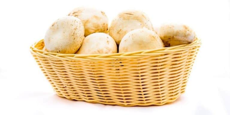 Can Rats Eat Mushrooms? Which Types Are Safe? A Vet's Advice